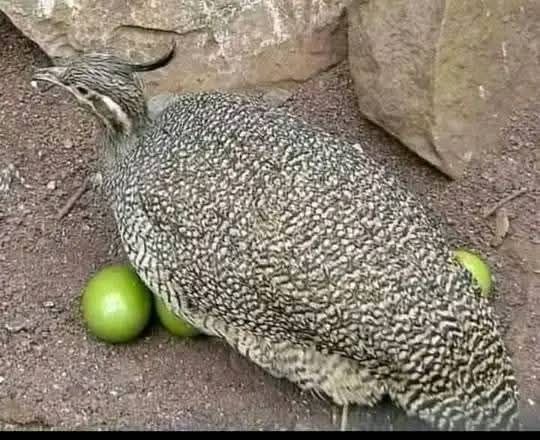 The Enigmatic Tinamou: Nature’s Hidden Gem of South America – OBLONG ...